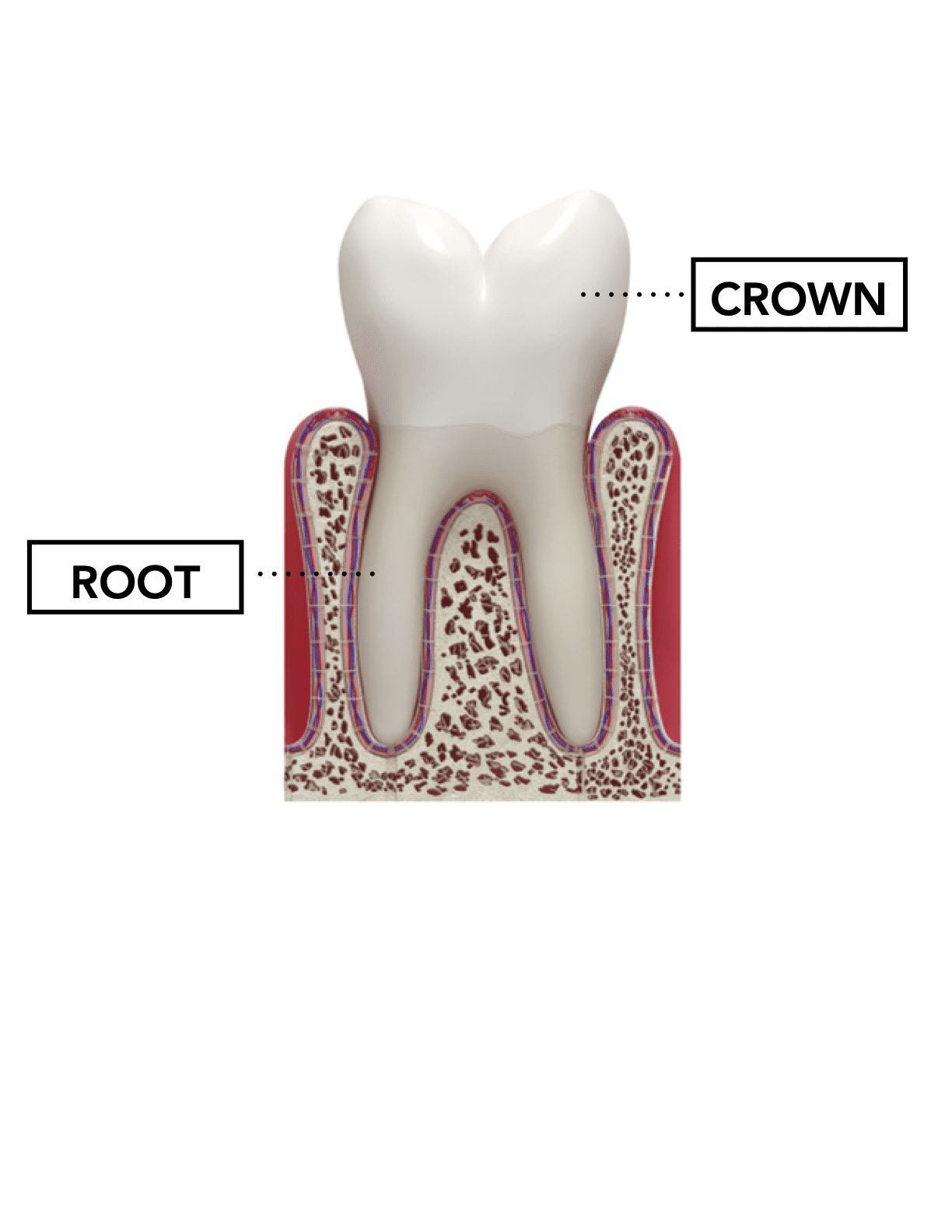 Tooth Knocked Out, Now What? | West Maitland Dentistry